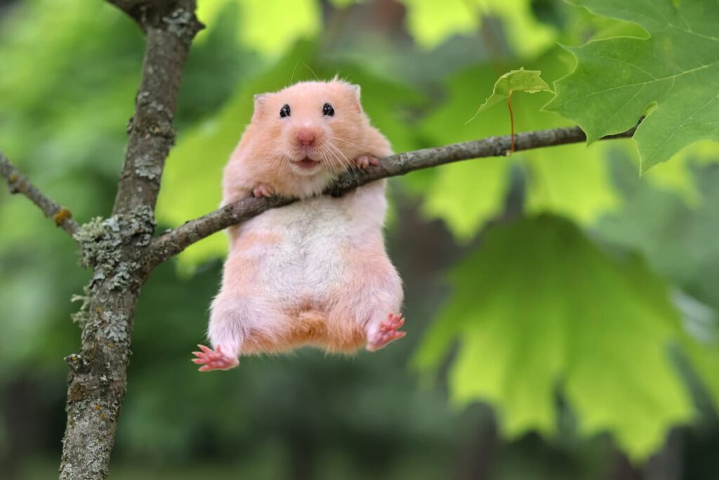 Entenda Por Que O Hamster Kombat Está Entre As Altcoins Mais Comentadas